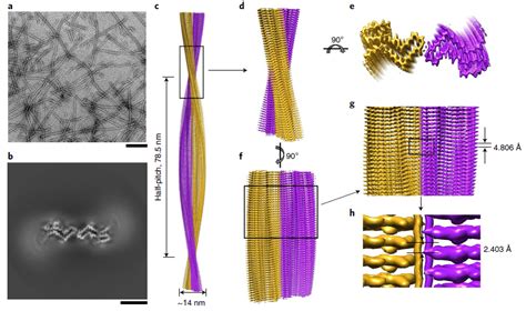 Nat Struct Mol Biol 我国科学家成功解析全长朊病毒蛋白纤维高分辨率冷冻电镜结构 X Mol资讯
