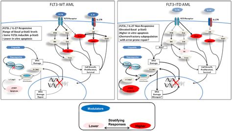 Overview Of Pathway Differences Observed Between Flt3 Itd And Flt3 Wt Download Scientific