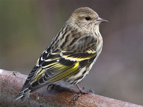 Pine Siskin Ebird