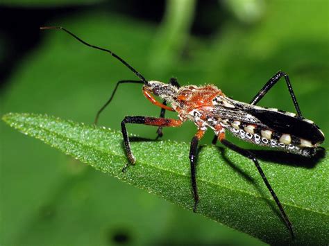 Can Assassin Bugs Fly At Clara Lee Blog