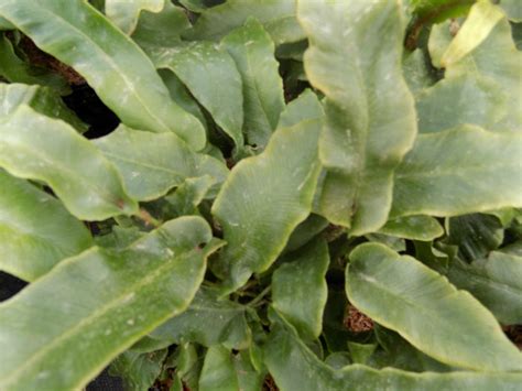 Asplenium Scolopendrium Harts Tongue Shallowmead Nursery