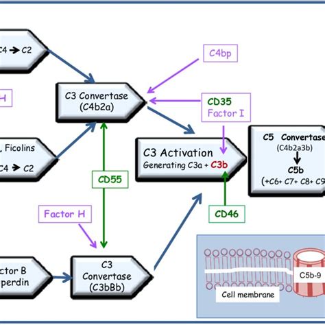 Pdf The Complement System History Pathways Cascade And Inhibitors