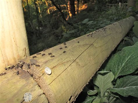 Image Lasius Fuliginosus 2row  Bwars