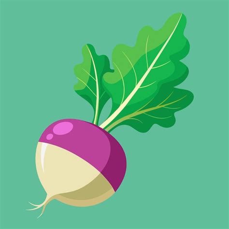 Celery Turnip Vectors And Illustrations For Free Download