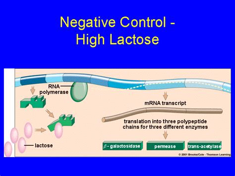 Lac Operon Animation