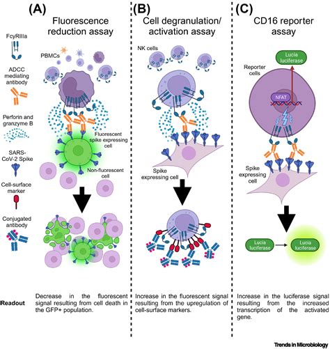 Deciphering Fc Effector Functions Against Sars Cov 2 Trends In Microbiology