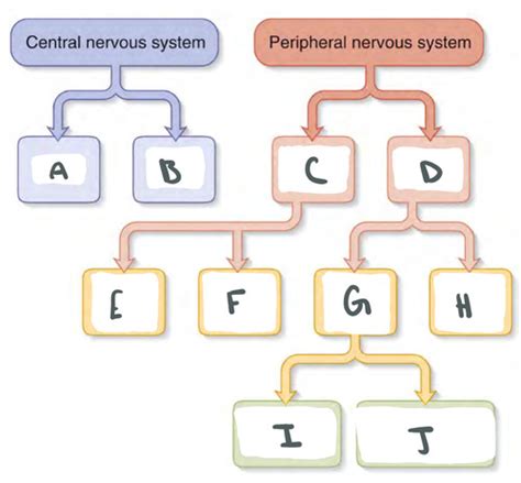 Intro To Nervous System Flashcards Quizlet