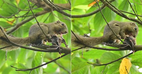 Squirrel Eats Bat At Spore Botanic Gardens Mothershipsg News From