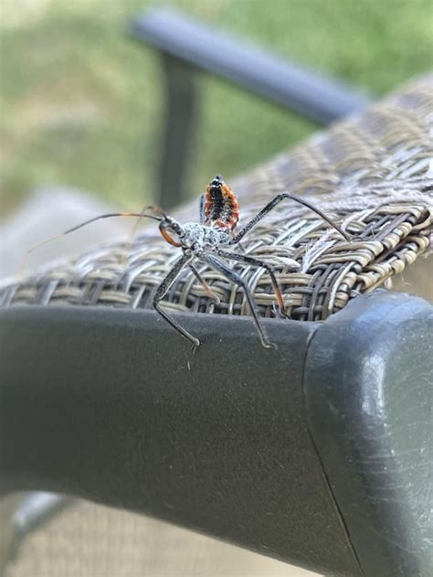 Assassin Bug Beetle Rinsects