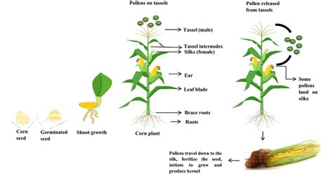 Process Of Pollination In Maize Plant Download Scientific Diagram