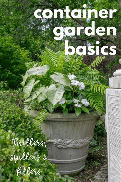 7 Container Gardening Basics Ideas Container Gardening Container