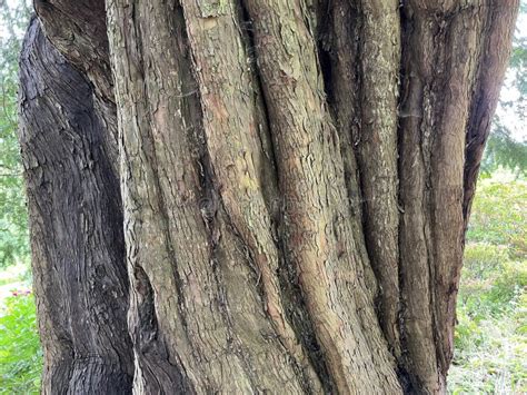 Tree Identification Bark Yew Taxus Baccata Stock Image Image Of Forest Evergreen 285274523