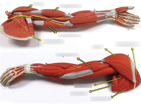 Bio 210 Practical 2 Review Arm Muscles Diagram Quizlet