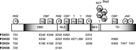 Schematic Representation Of The Domain Structure Of Foxo Transcription