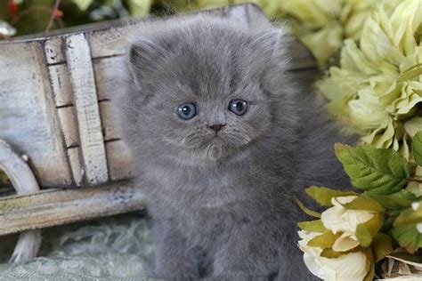 Solid Blue Teacup Persian Kitten Grey Kitten Persian Kittens