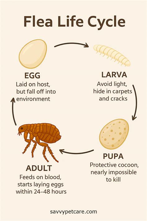 Flea Life Cycle Dogs