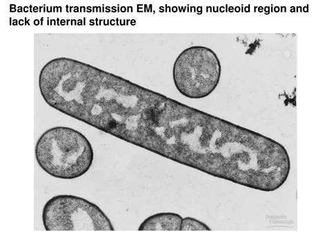 Ppt Microscopes Revolutionized Biology Powerpoint Presentation Free
