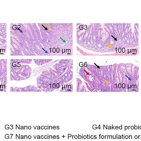 Analysis Of The Efficacy Of Probiotic Formulations Orally Download Scientific Diagram