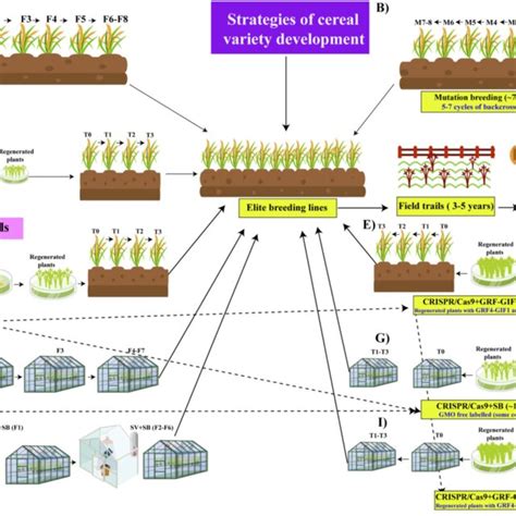 Pdf Crisprcas9 Mediated Genome Editing Techniques And New Breeding