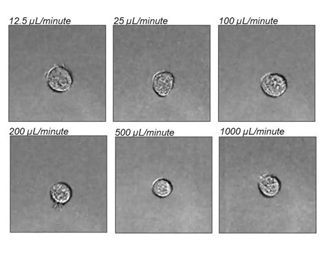 Attune Cytpix Flow Cytometer Integrated Gulf Biosystems