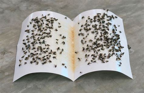 Diy Insect Glue Traps Keep Bugs Away