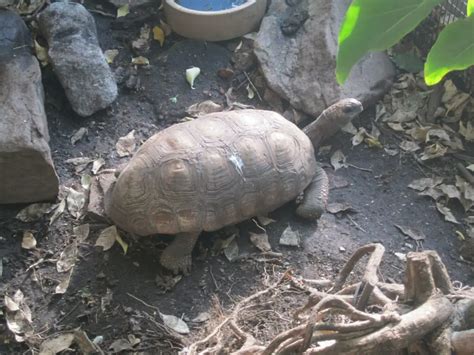 Pyramiding Tortoise Causes Symptoms And Treatment
