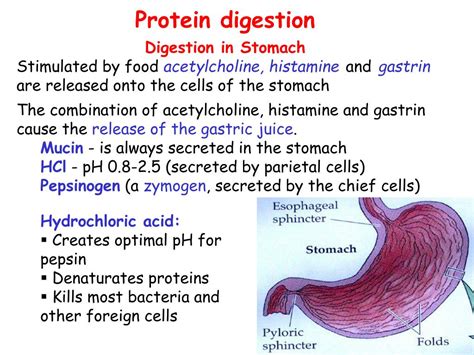 Protein Digestion Energy At Kevin Ishee Blog