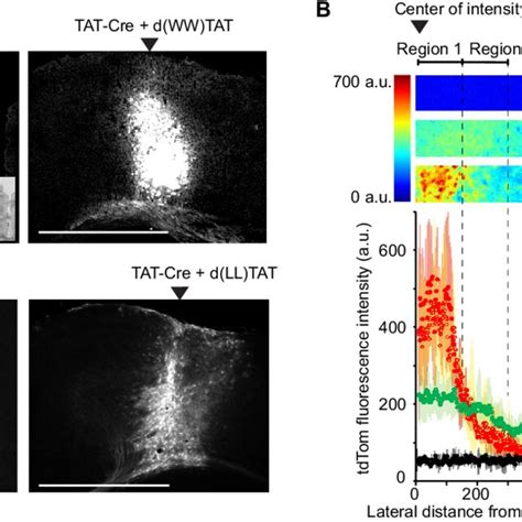 Stereotactic Injections Of Tat Cre D X Tat Cocktails Into The Brain Of Download Scientific