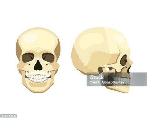 인간의 두개골 정면과 측면도 두개골에 대한 스톡 벡터 아트 및 기타 이미지 두개골 사람들 3차원 형태 Istock