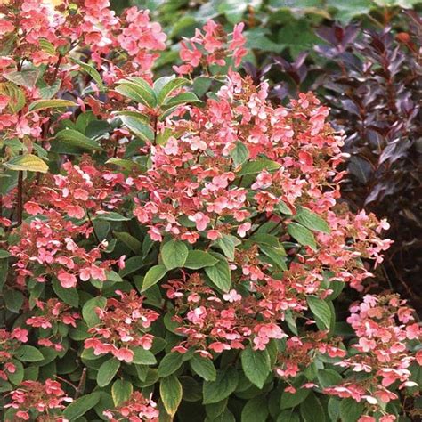 Hydrangea Paniculata ‘puffer Fish Proven Winner™ Ashs Garden Farm