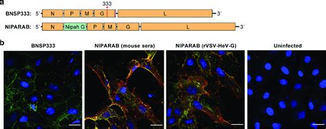Vaccine Constructs A Schematic Representation Of Recombinant Rabies Download Scientific