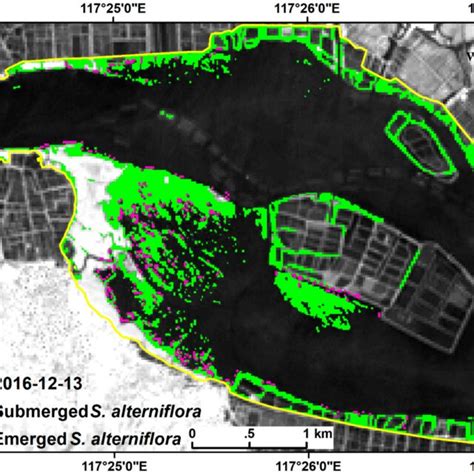 The Distribution Of S Alterniflora At High Tide Including Predicted Download Scientific