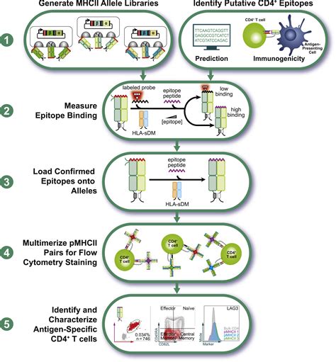 A Universal Mhcii Technology Platform To Characterize Antigen Specific Cd4 T Cells Cell