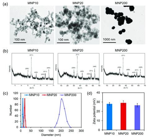 Characterization Of The Synthetic Mnps With Different Sizes A Tem Download Scientific