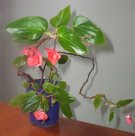 Wax Begonia Begonia Semperflorens