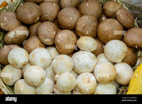 A Cultivation Of White Button Mushroom Agaricus Bisporus On The