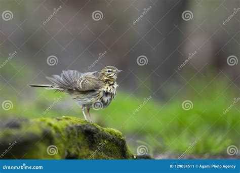 Boompieper Tree Pipit Anthus Trivialis Stock Photo CartoonDealer Com 129038688