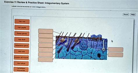 Exercise 11 Review Practice Sheet Integumentary System Exercise 11 Review Practice Sheet