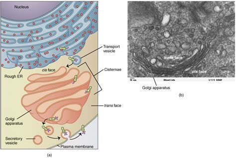 The Nucleus And Cytoplasm Anatomy And Physiology