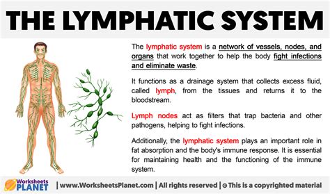 Free Lymphatic System Worksheet Download Free Lymphatic System Worksheet Png Images Free