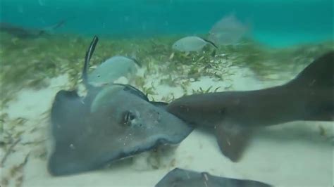 Среди рифовых акул скатов и ламантинов в рифах Белиза Youtube