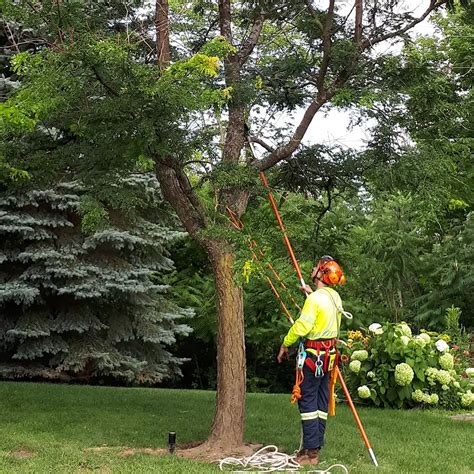 Tree Pruning Best Practices Beautiful Trees