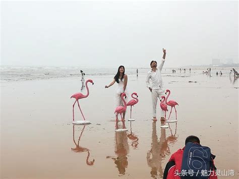 海邊飛來幾隻鳥快來數一數屬對了領回家 每日頭條