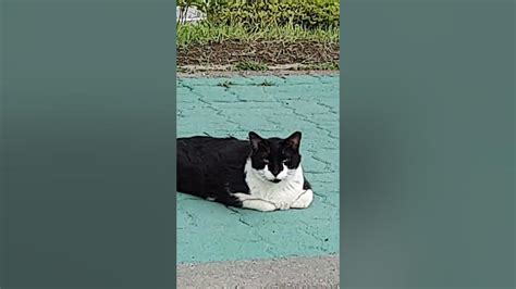 재규어 닮은 고양이 Youtube