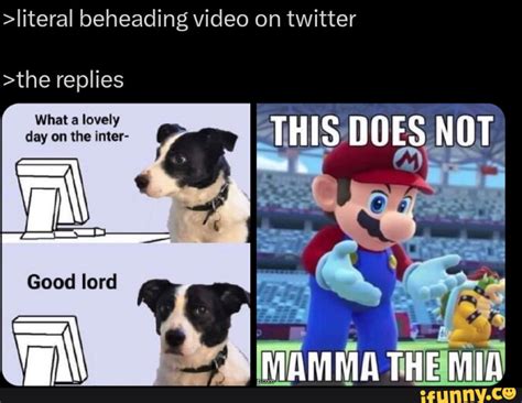 V Programmerhumour Made A Fake Computer So The Cat Stops Fucking With Me Harvard University