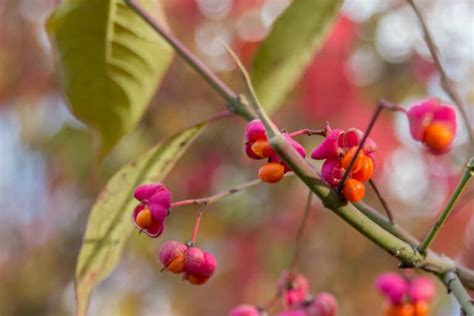 20 Edible And Non Edible Red Berries You Need To Know Smart Garden And Home