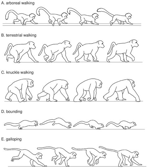 Quadrupedal Meaning Buy A New Moral System Of Natural History Or The