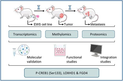 Molecular Oncology Vol 19 No 4