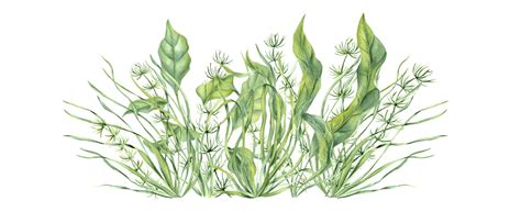 Watercolor Grass Pngs For Free Download