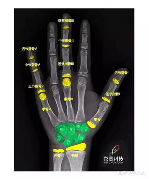 中华05 骨龄”是这样计算出来的 知乎